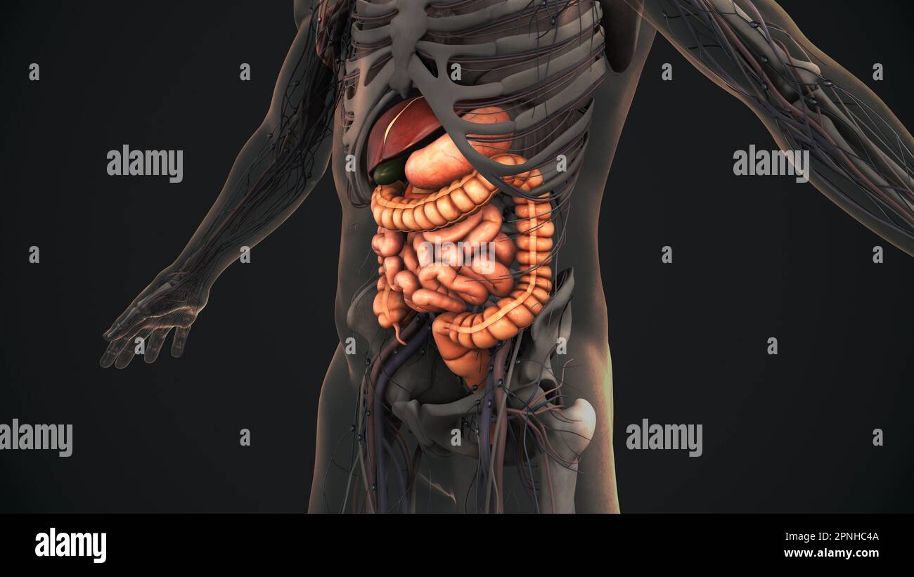 Human digestive system anatomy Stock Photo - Alamy