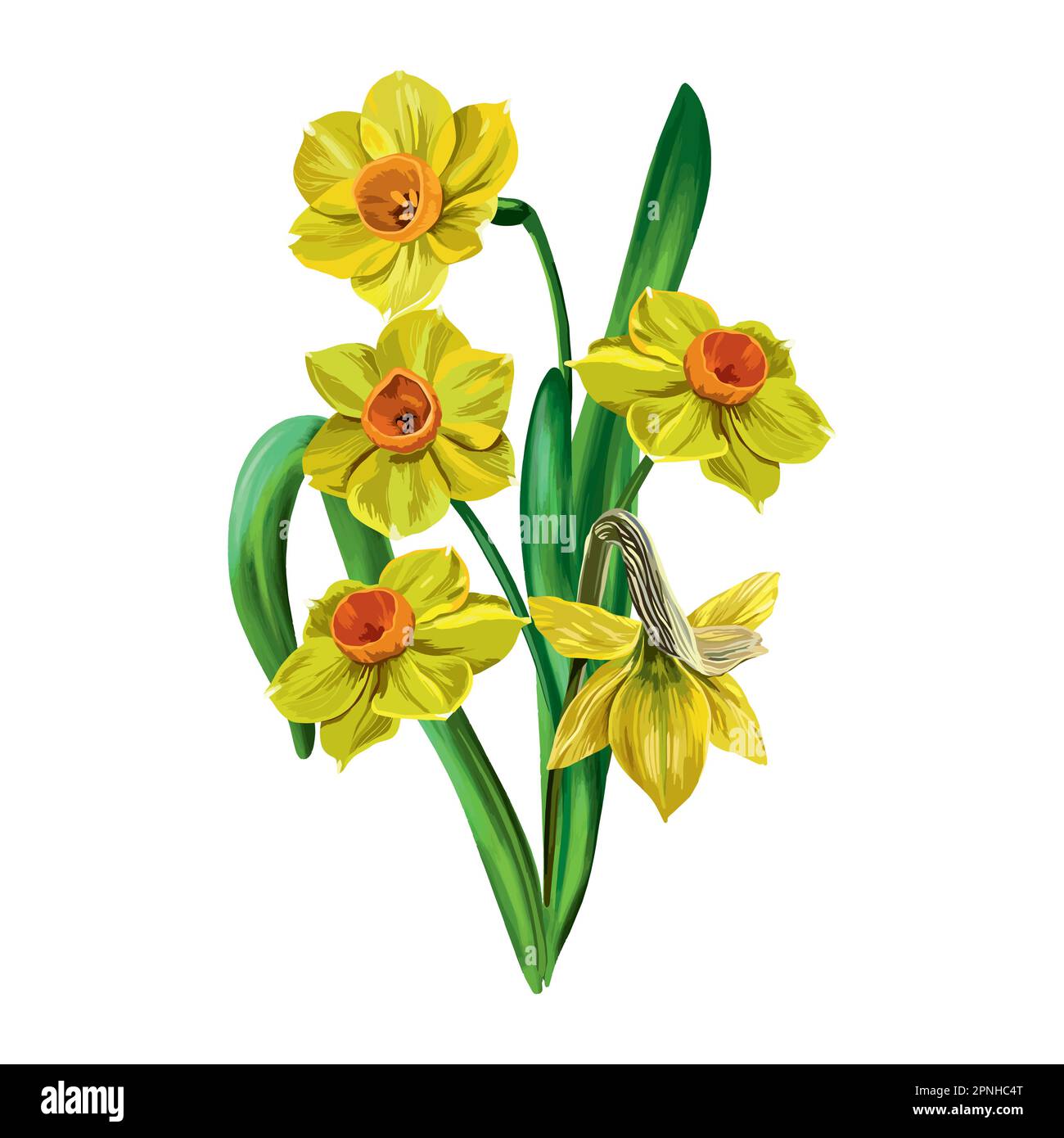 Vector illustration of five yellow daffodils with green leaves on a ...