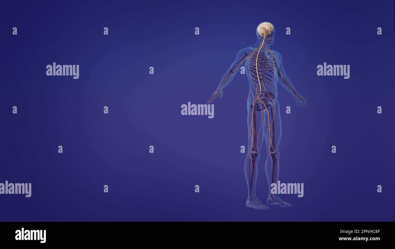 Human brain and nervous system Stock Photo - Alamy