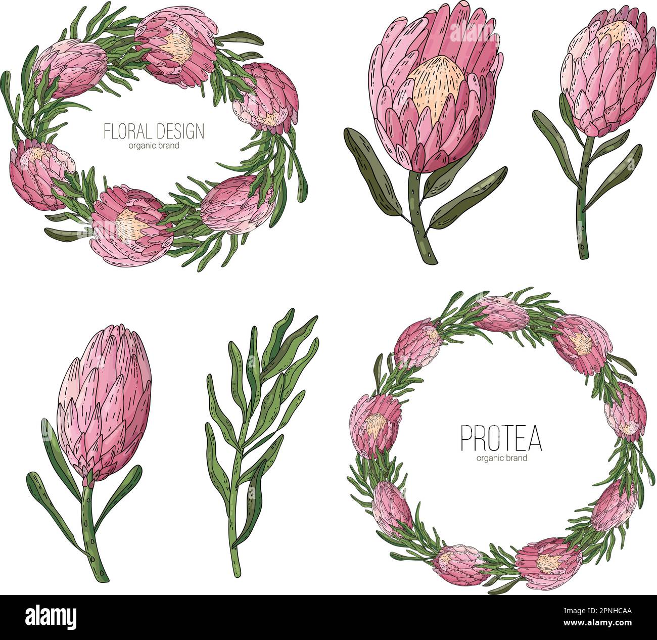 King protea flower frame Cut Out Stock Images & Pictures - Alamy