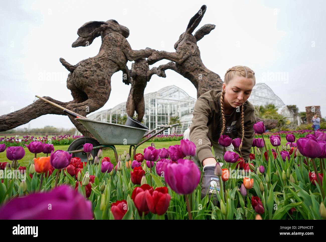 A horticulturist tends to tulips on display at RHS Garden Wisley in ...