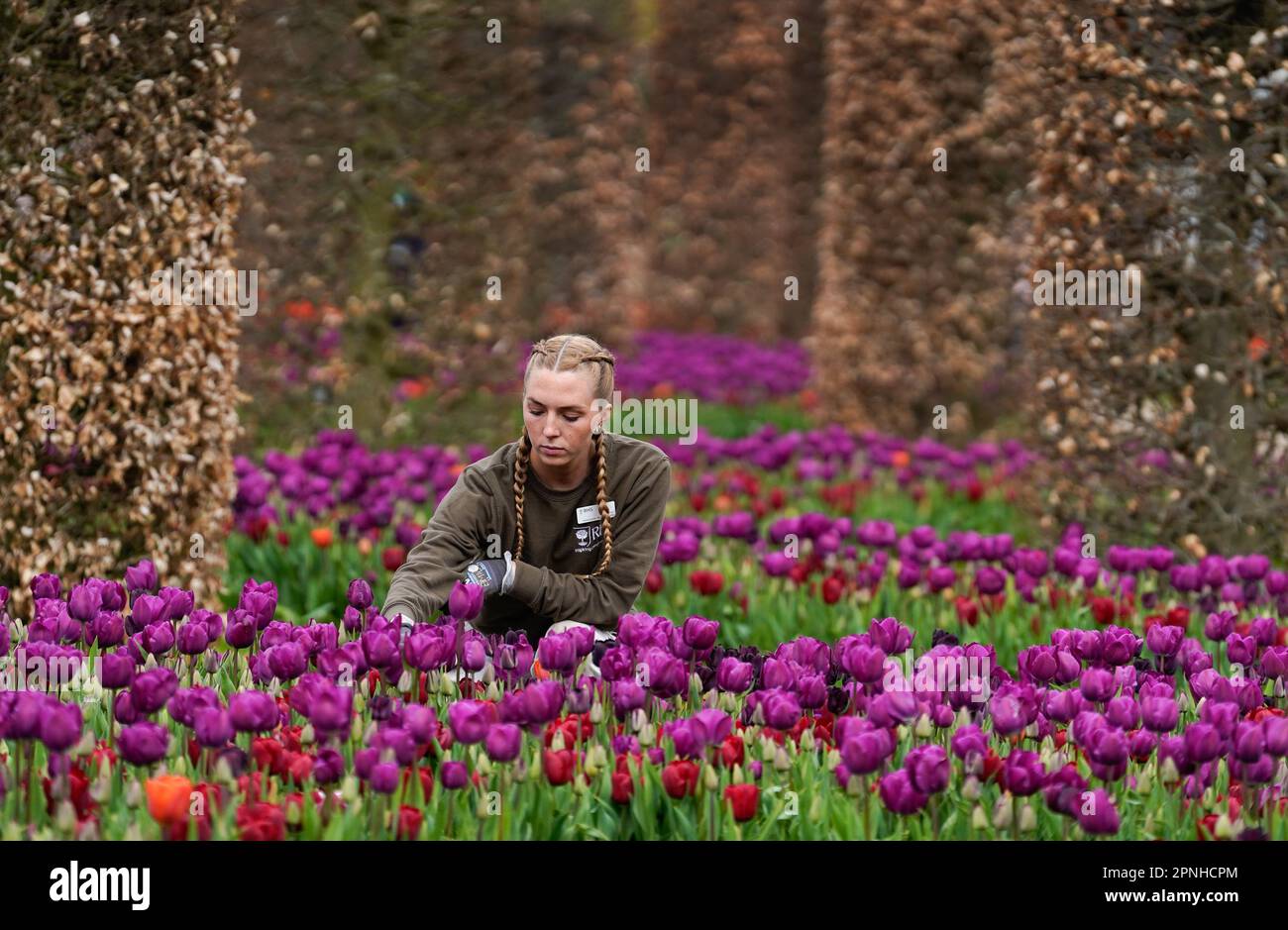 A horticulturist tends to tulips on display at RHS Garden Wisley in ...