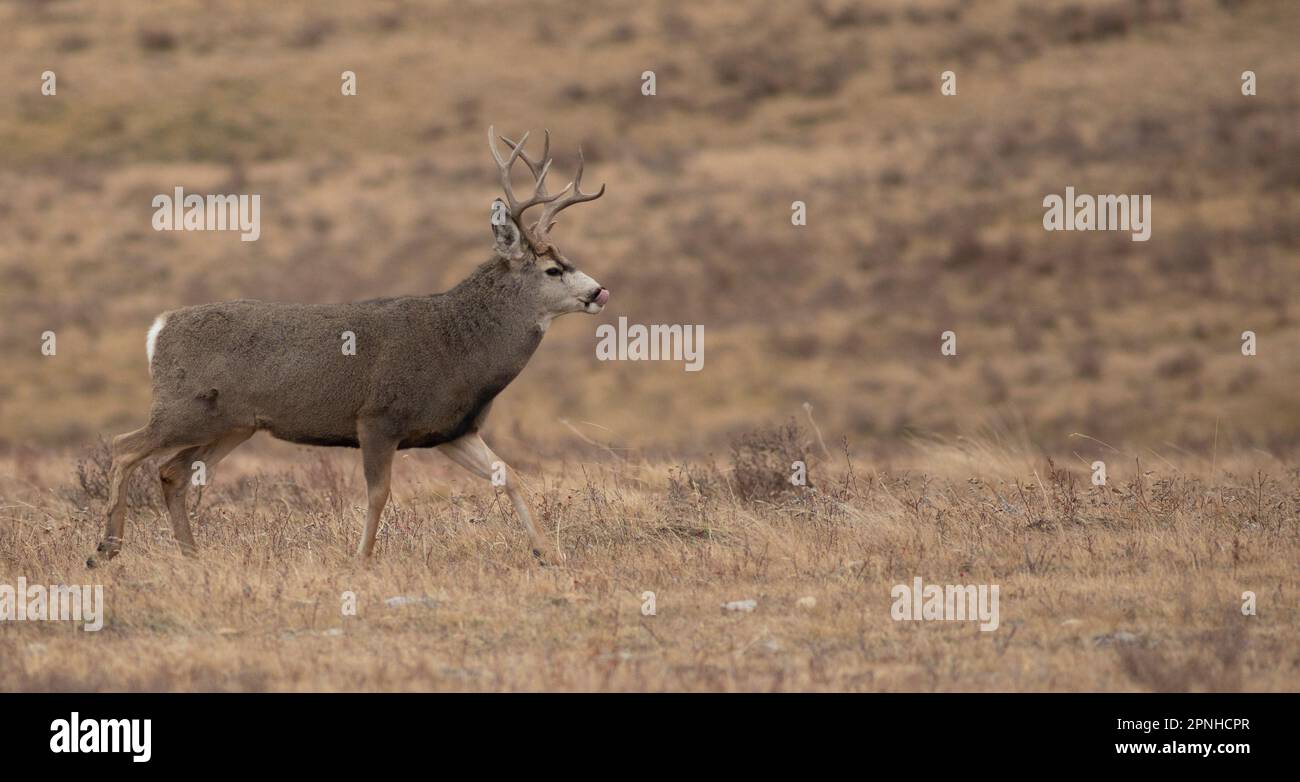 Mule deer buck in Montana during the rut licking its nose Stock Photo ...