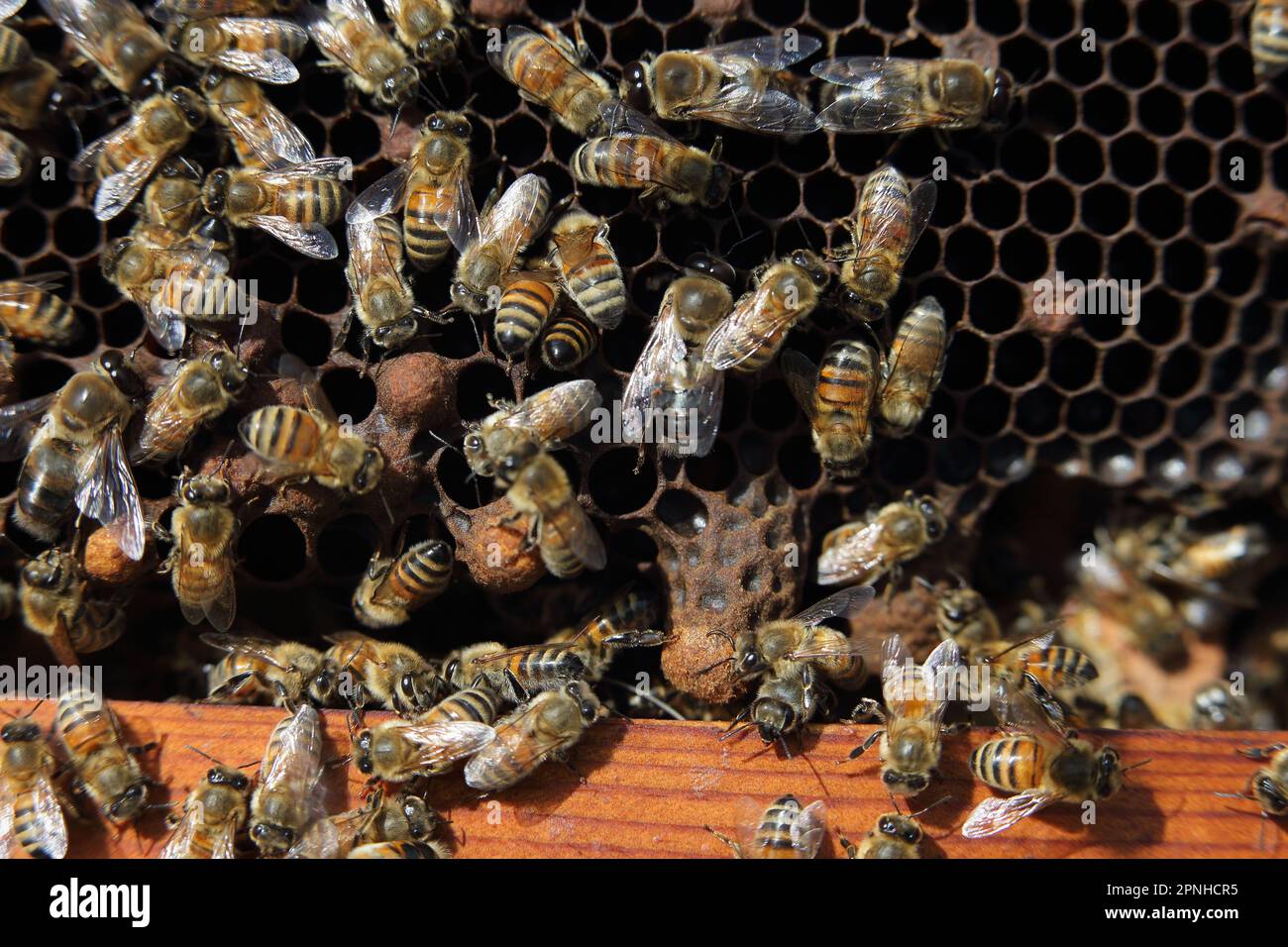 beekeeping - the brood of bees Stock Photo - Alamy