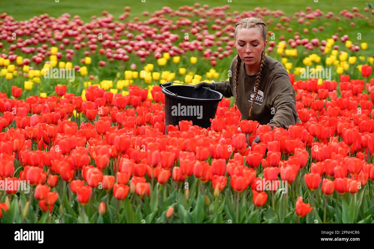 A horticulturist tends to tulips on display at RHS Garden Wisley in ...