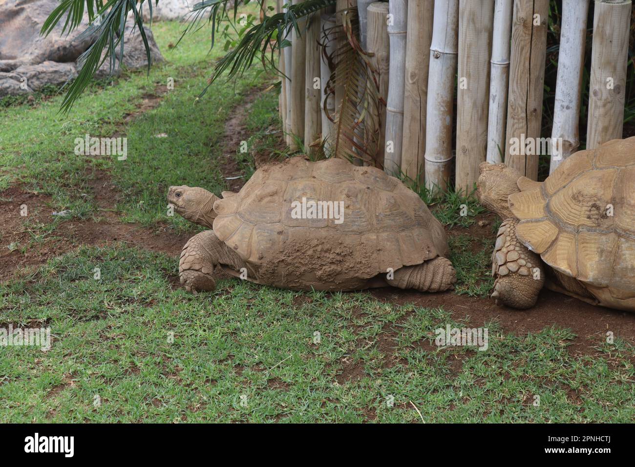 terrestrial turtle in Loro Parque, Tenerife Canary Islands Stock Photo ...