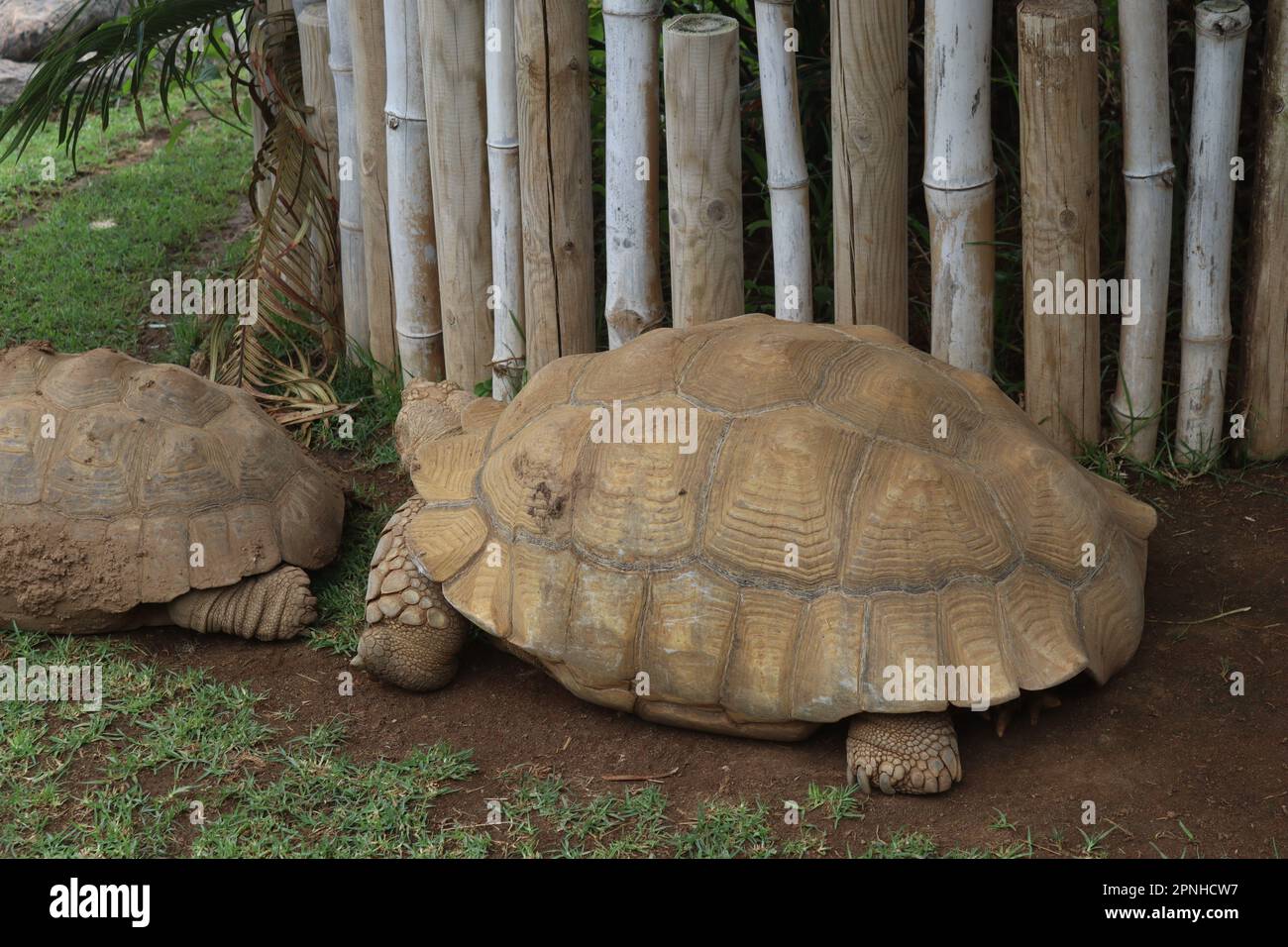 terrestrial turtle in Loro Parque, Tenerife Canary Islands Stock Photo ...