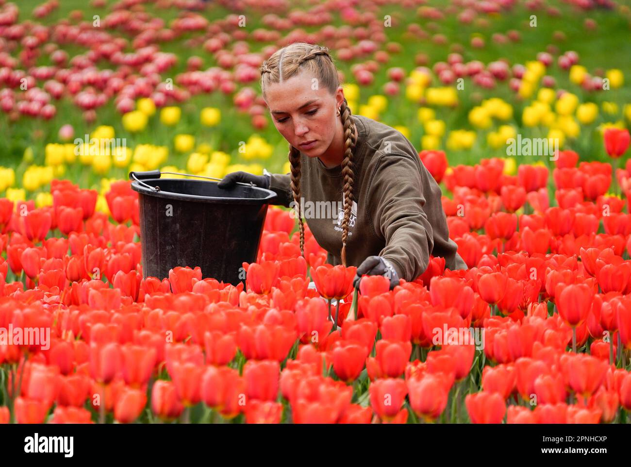A horticulturist tends to tulips on display at RHS Garden Wisley in ...