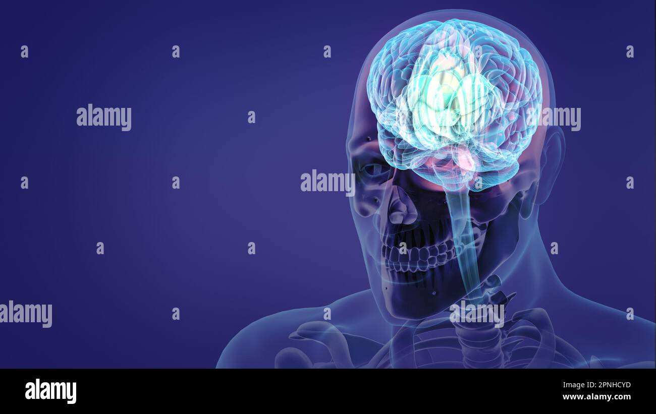 Human nervous system and brain Stock Photo - Alamy