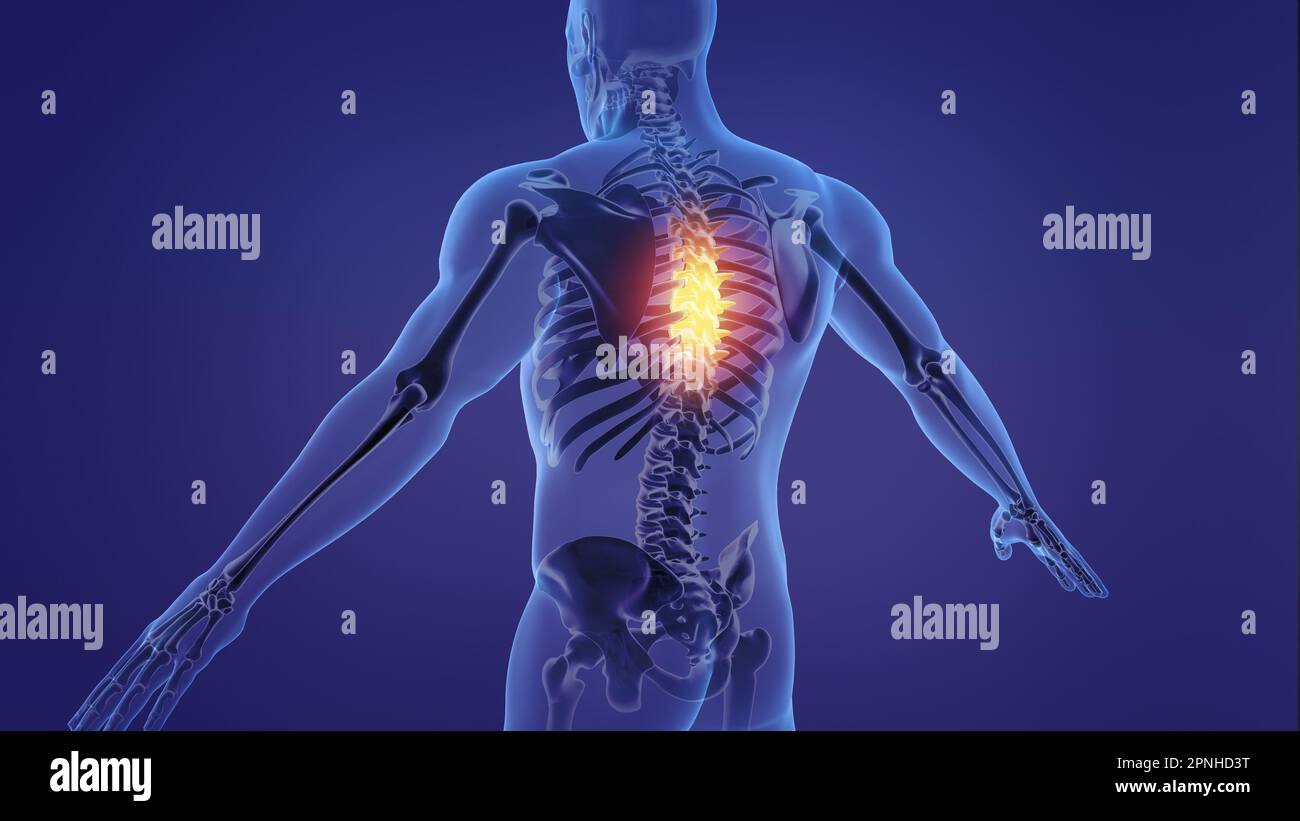 Spinal Nerve Animation