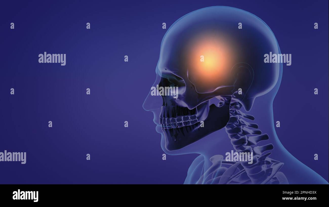 Ache anatomical hi-res stock photography and images - Alamy