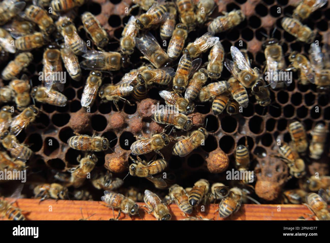 Brood pattern hi-res stock photography and images - Alamy