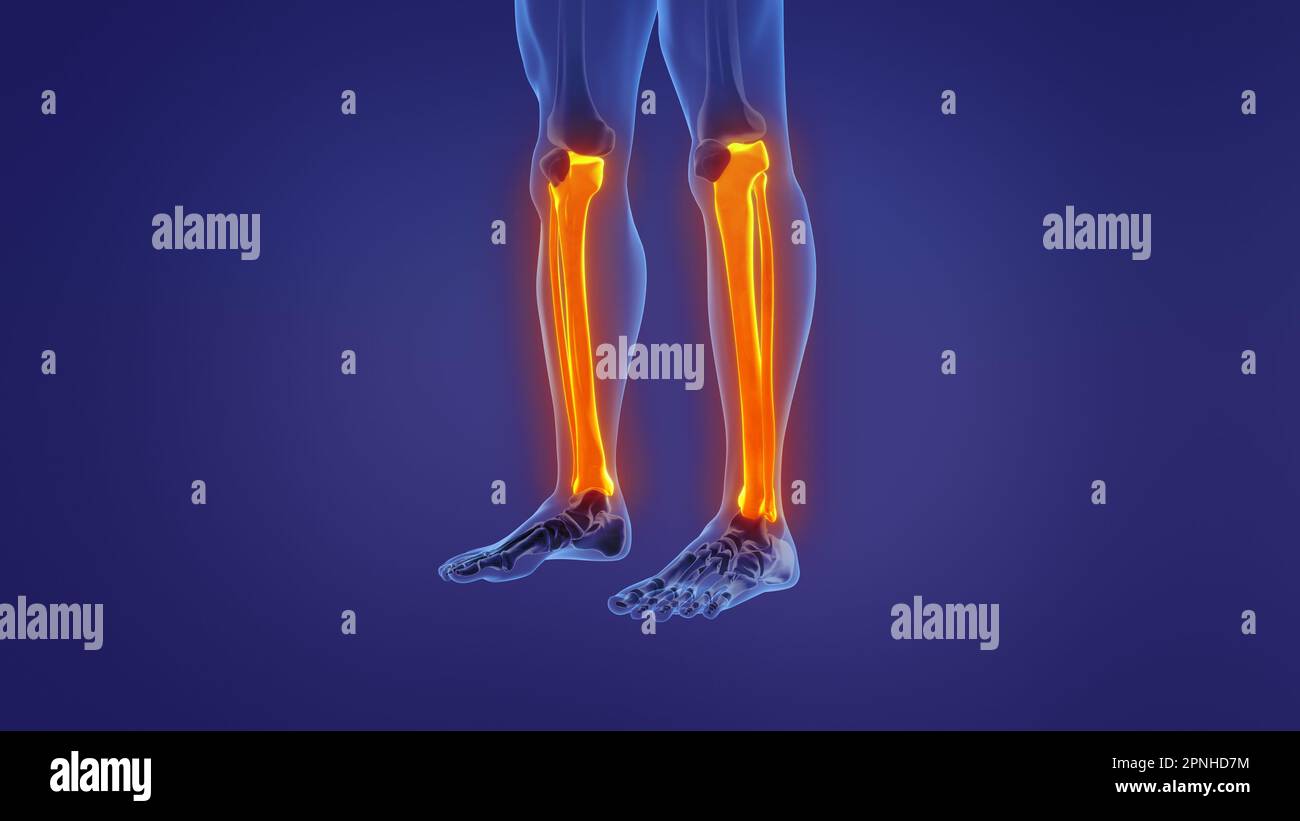Anatomy of the human leg Stock Photo - Alamy
