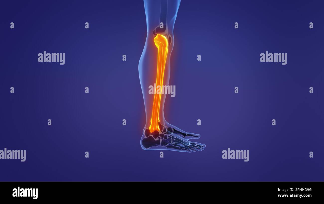 Anatomy of the human leg Stock Photo - Alamy