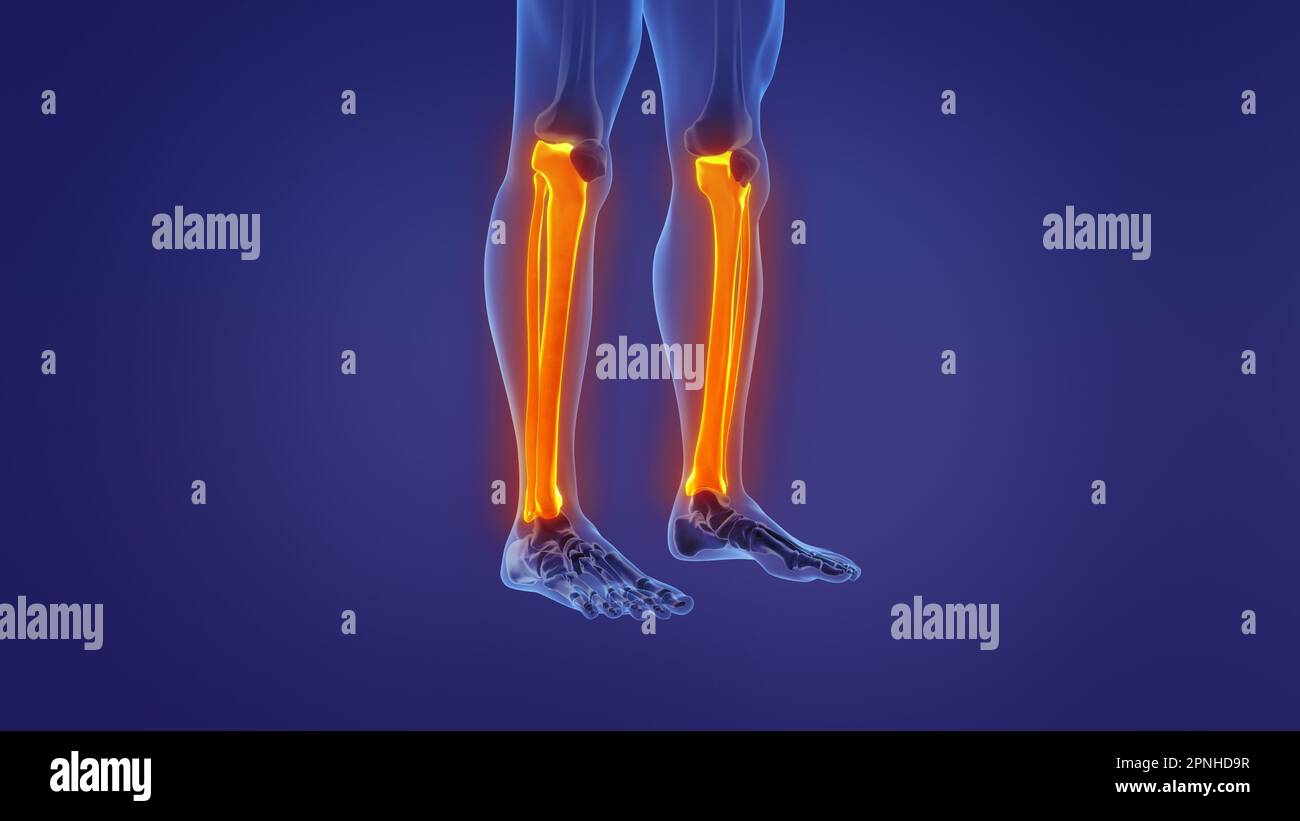 Anatomy of the human leg Stock Photo - Alamy