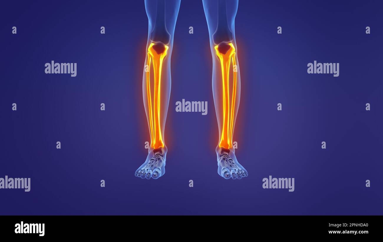 Anatomy of the human leg Stock Photo - Alamy