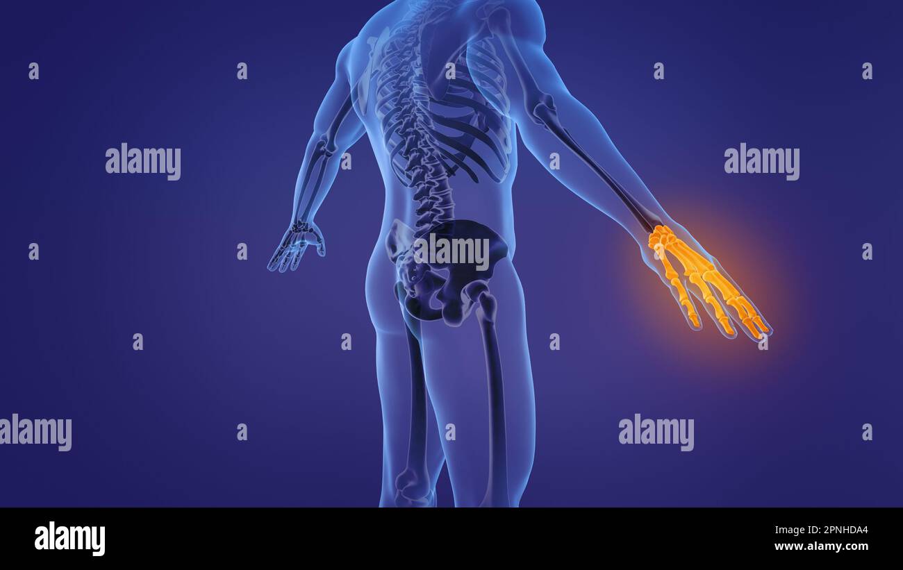 Human anatomy systems hi-res stock photography and images - Alamy