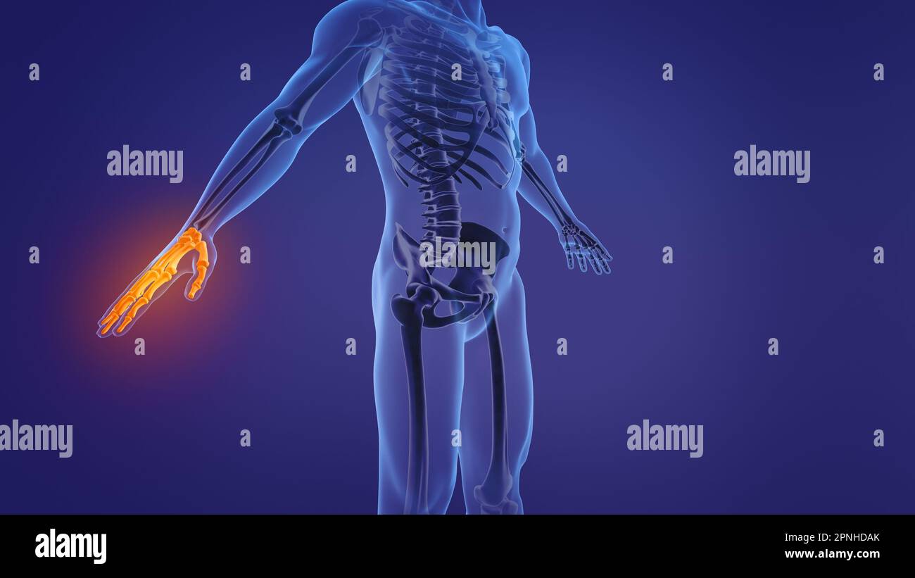 Human anatomy systems hi-res stock photography and images - Alamy