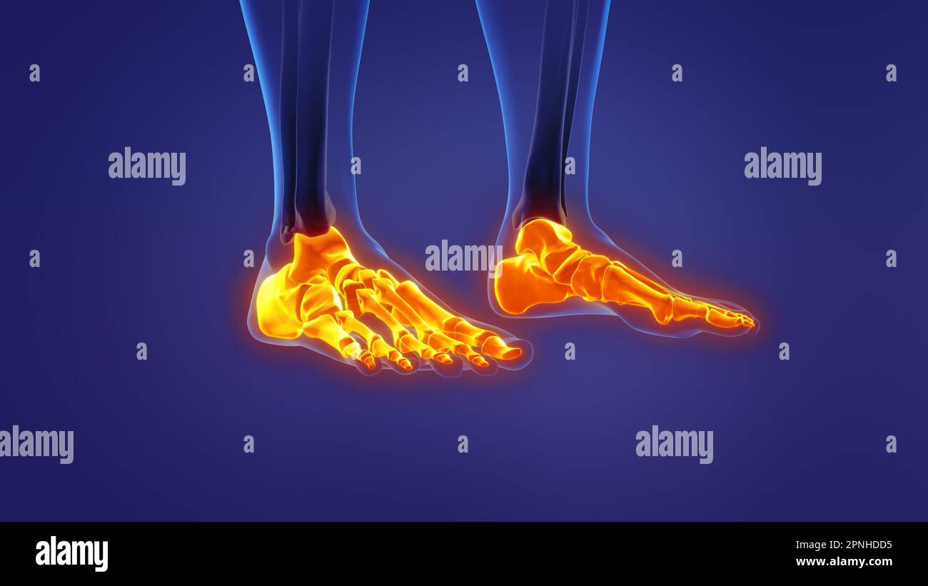 Anatomy of the human foot Stock Photo - Alamy