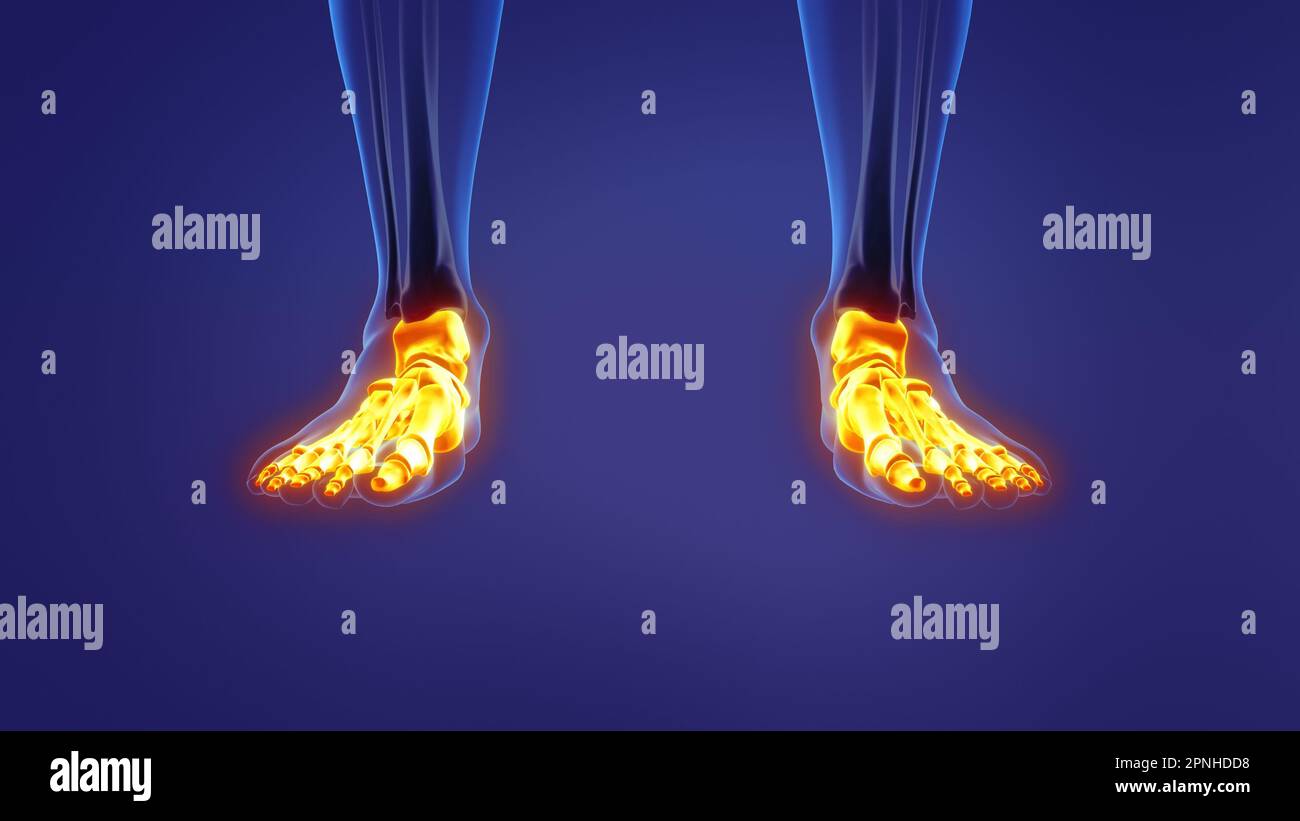Anatomy of the human foot Stock Photo - Alamy