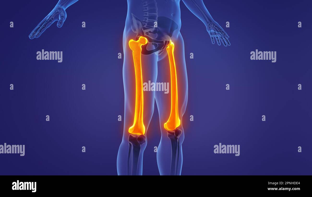 Anatomy of the human femur Stock Photo - Alamy