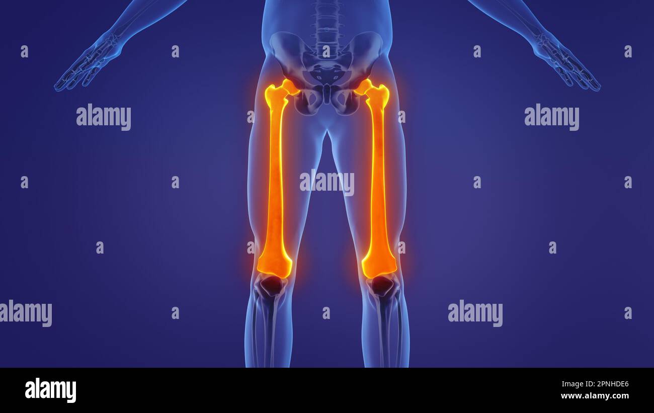 Anatomy of the human femur Stock Photo - Alamy
