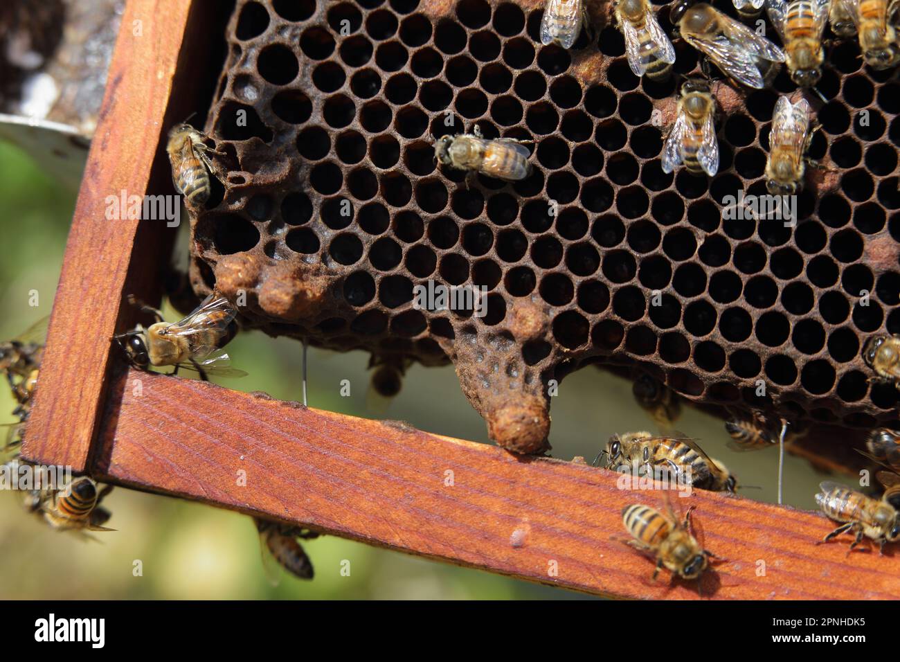 the super frame with the royal cells of the queen bee Stock Photo - Alamy