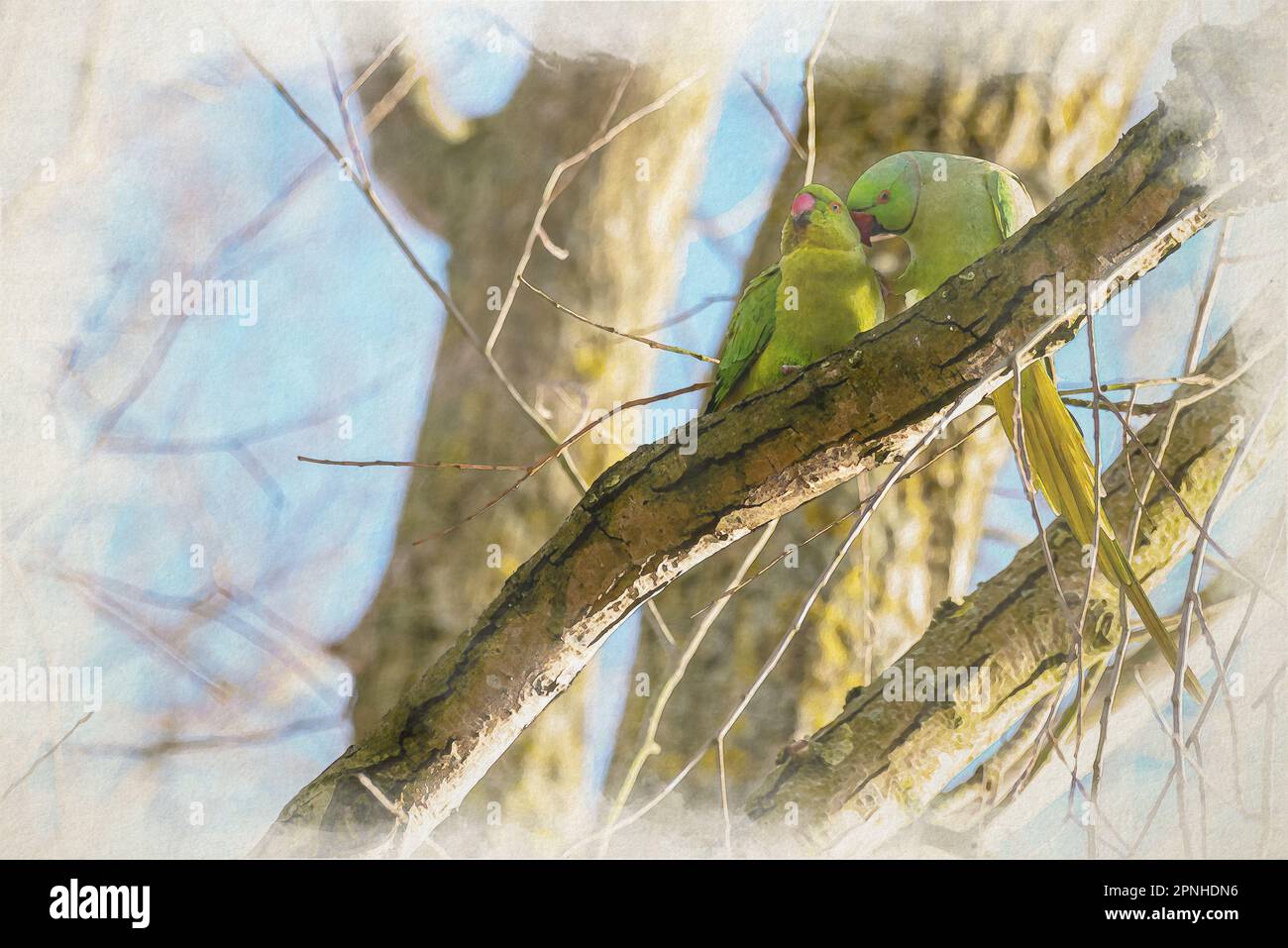 A digital watercolour painting of Ring-necked parakeet, or a Rose ...