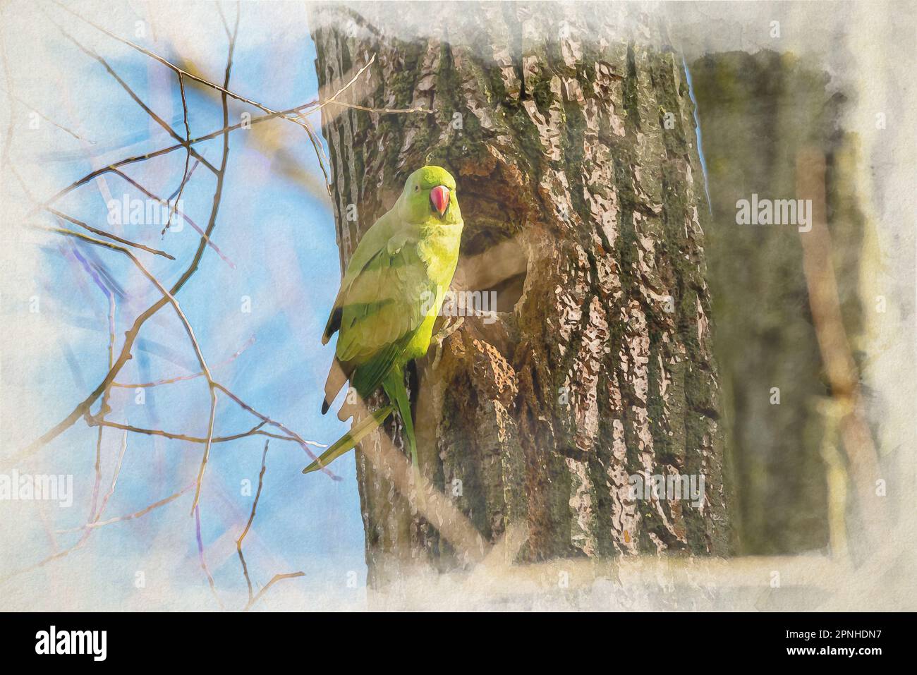 A digital watercolour painting of Ring-necked parakeet, or a Rose ...
