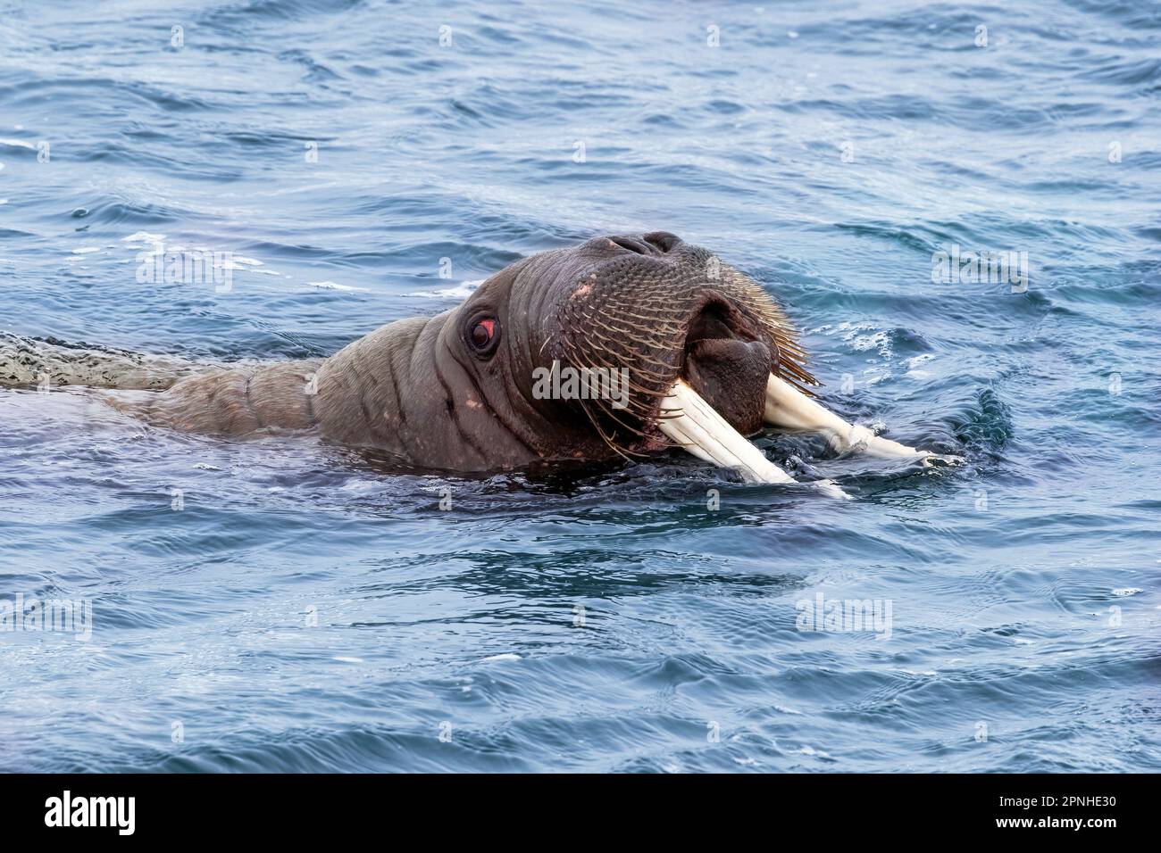 Adult walrus, Odobenus rosmarus, swimming in the Arctic Ocean off the ...