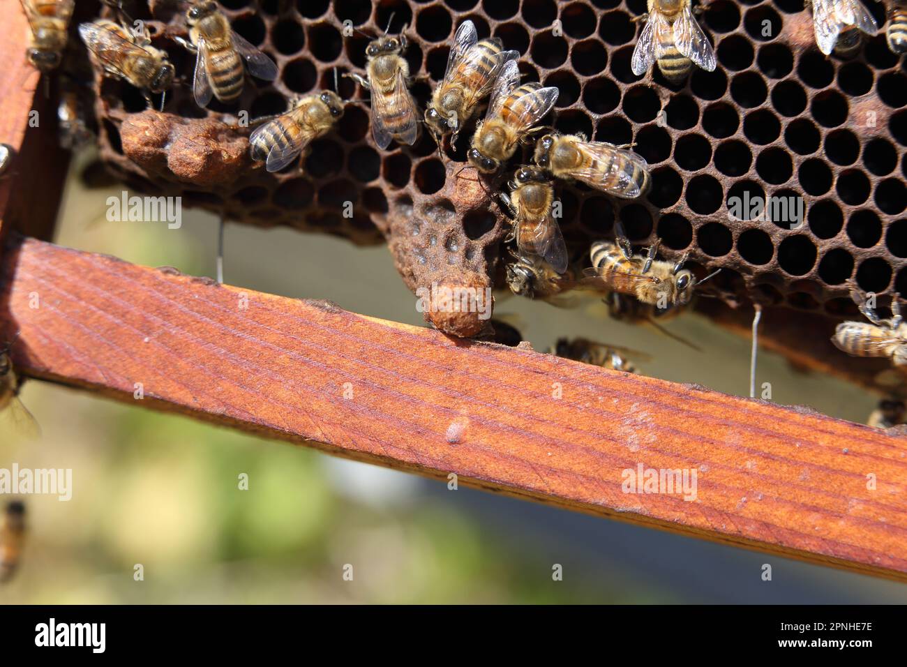 the super frame with the royal cells of the queen bee Stock Photo - Alamy