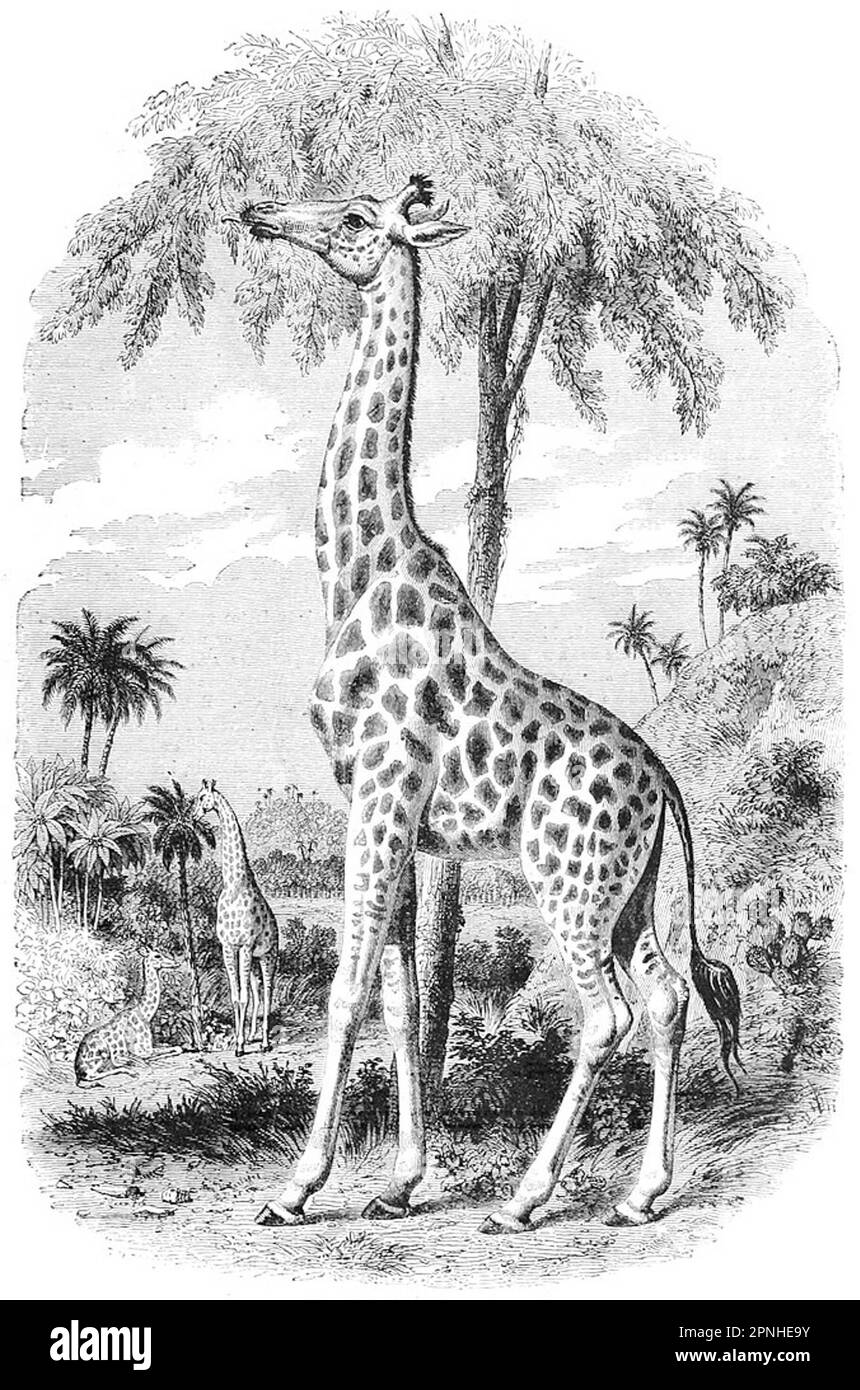 Engraving of a giraffe from an 1853 Stock Photo - Alamy