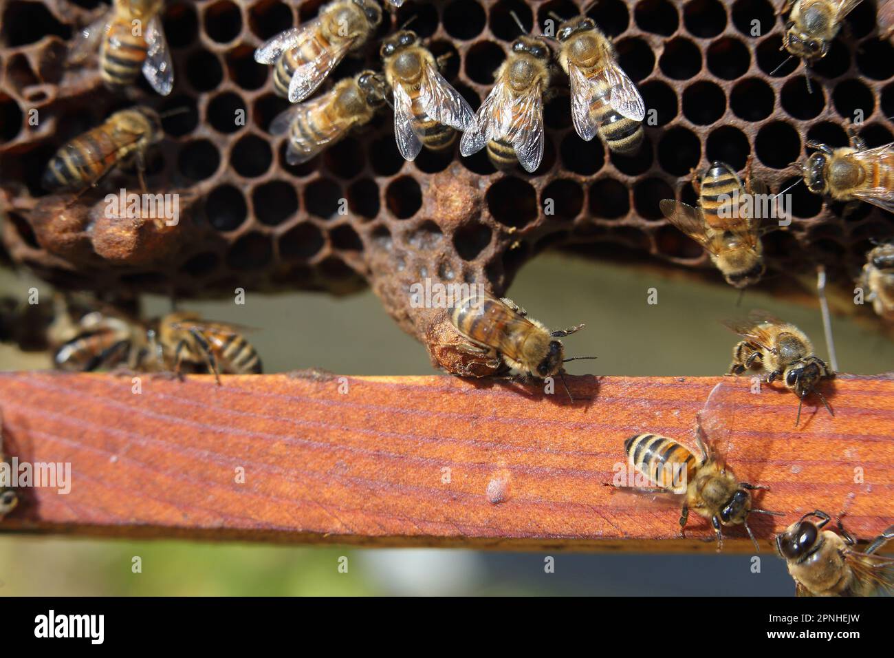 the super frame with the royal cells of the queen bee Stock Photo - Alamy