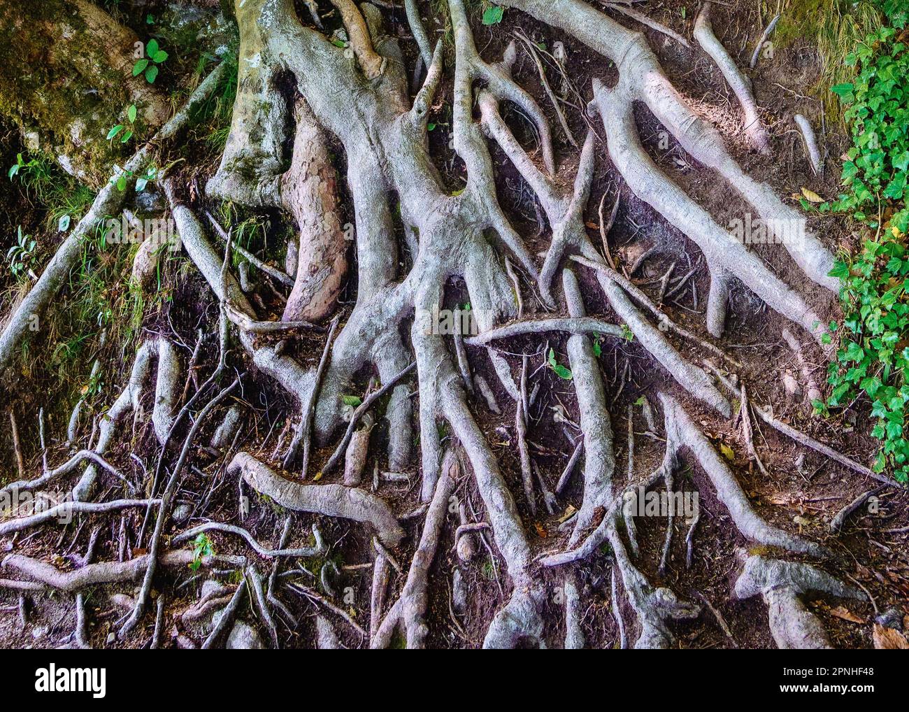 Extensive tree roots hi-res stock photography and images - Alamy