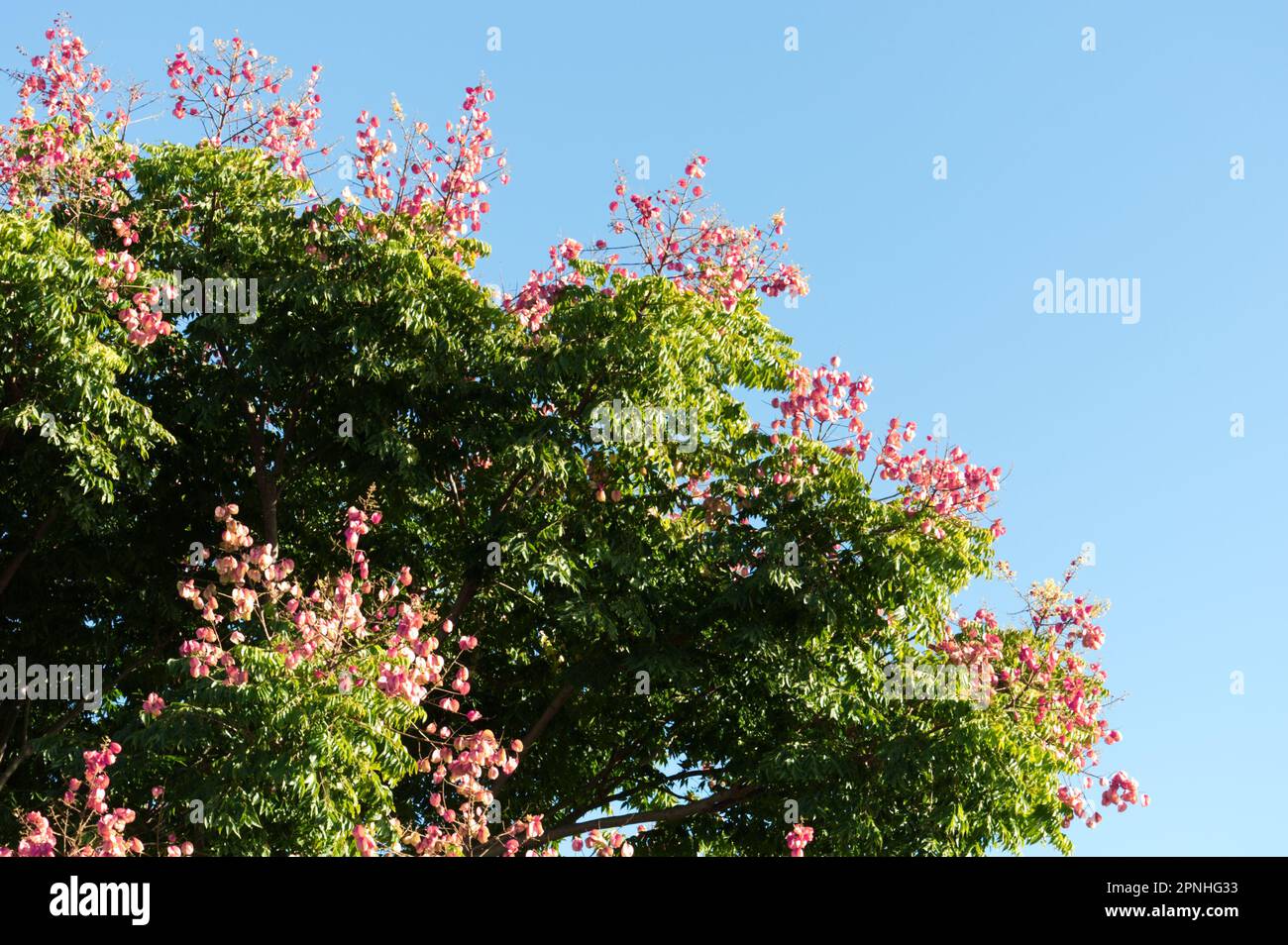 Blue pink autumn leaves hi-res stock photography and images - Alamy