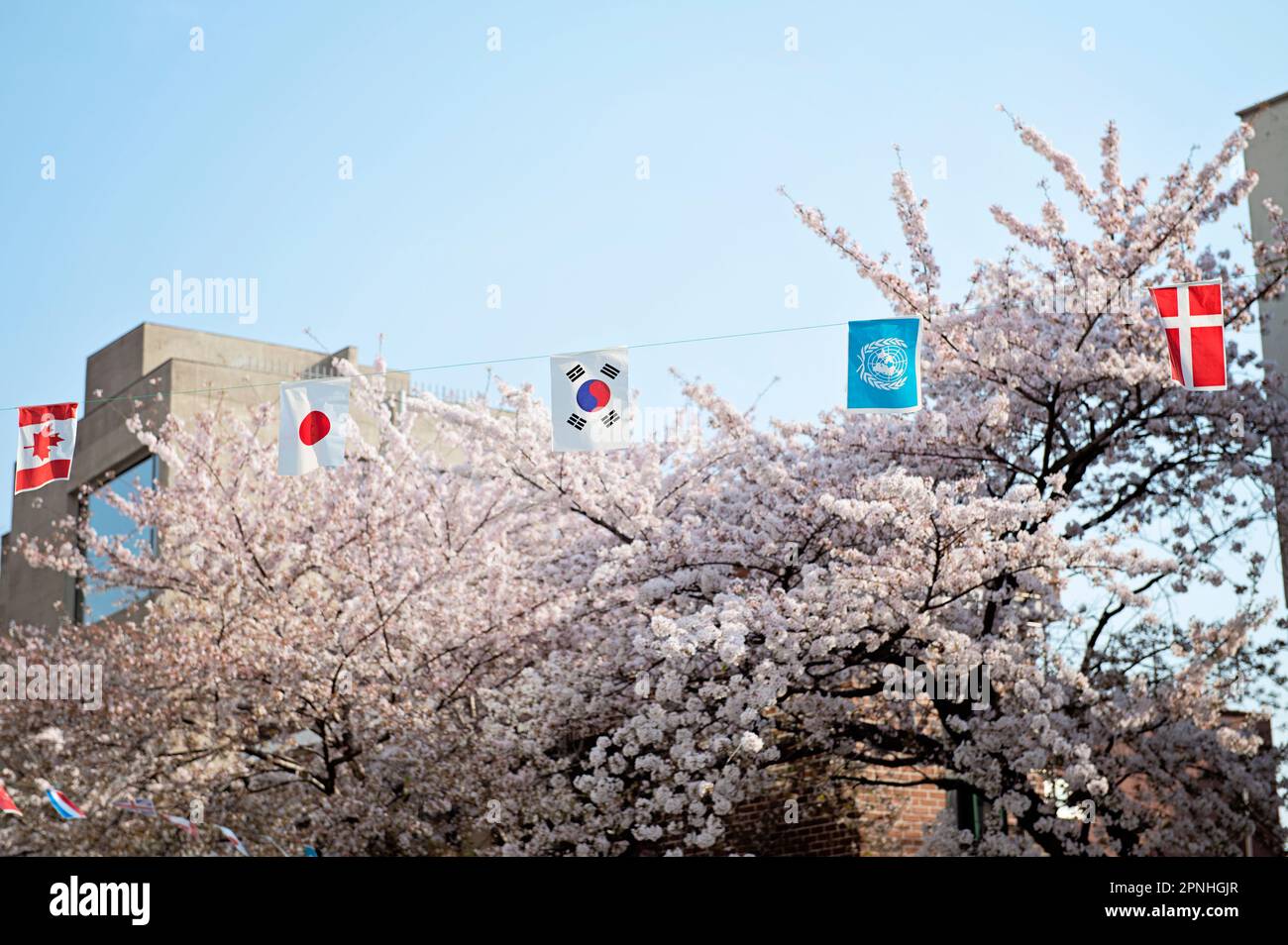 Flags above street in Seoul with cherry blossoms Stock Photo - Alamy
