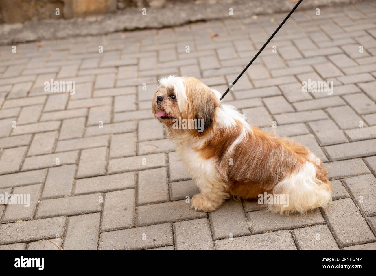 Shih Tzu dog sitting on the steps in the town. a dog in the city. Dog ...