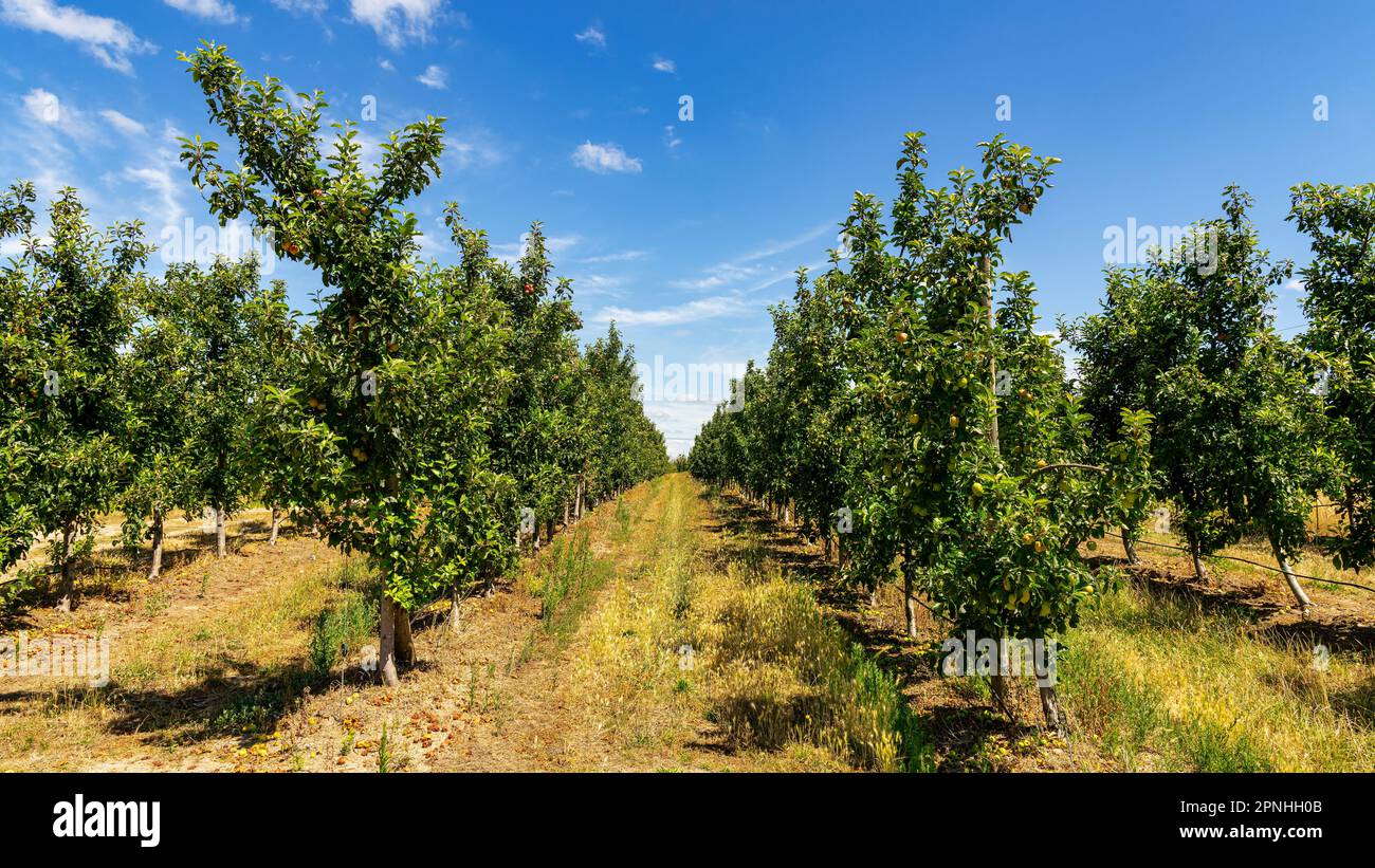 Ecological orchard hi-res stock photography and images - Alamy