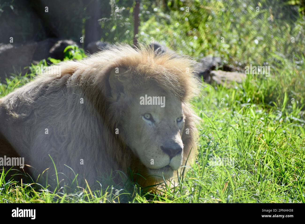 Male lion intense staring with green eyes Stock Photo - Alamy