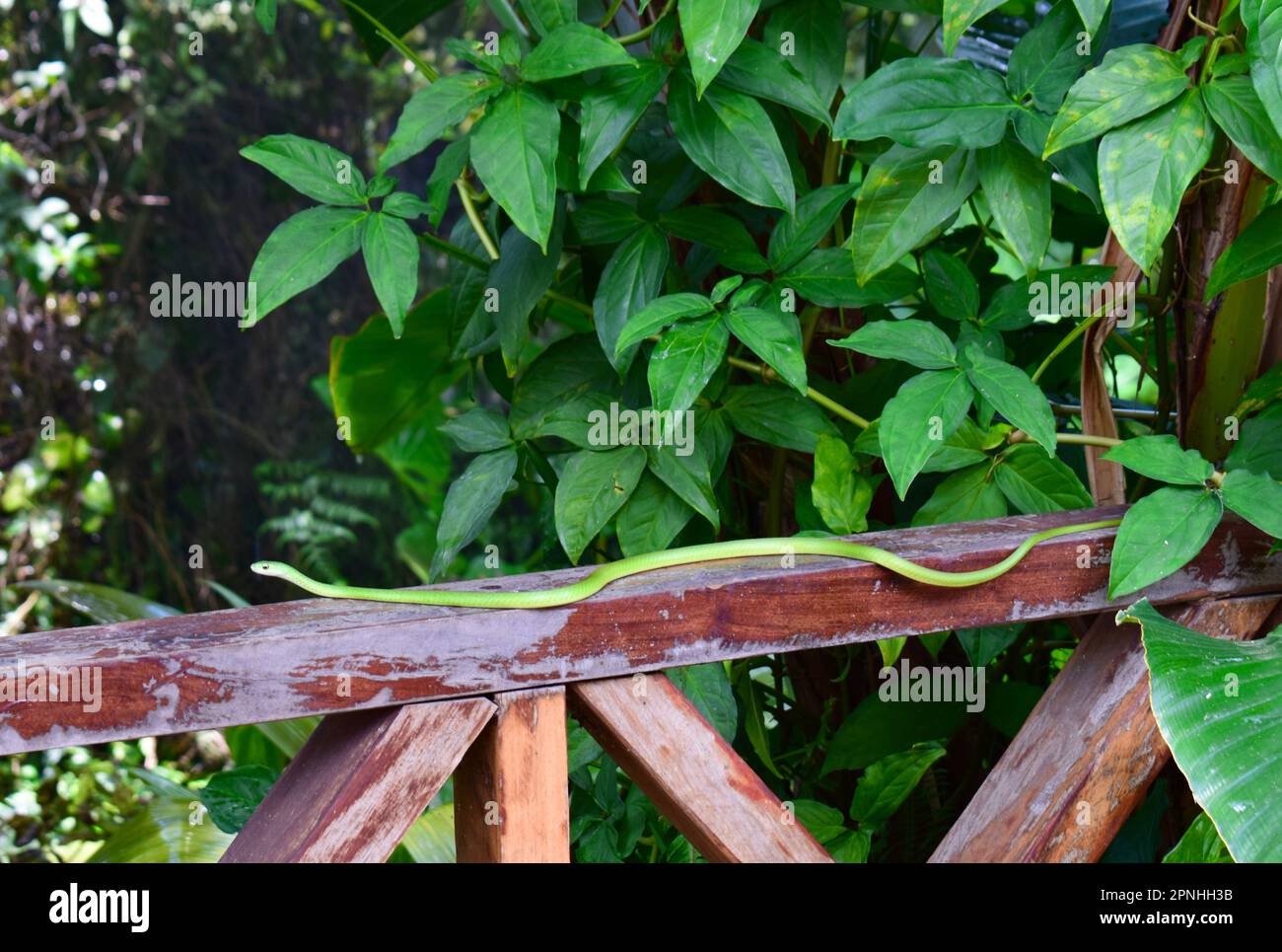 Venomous green mamba snake on wooden railing Stock Photo - Alamy