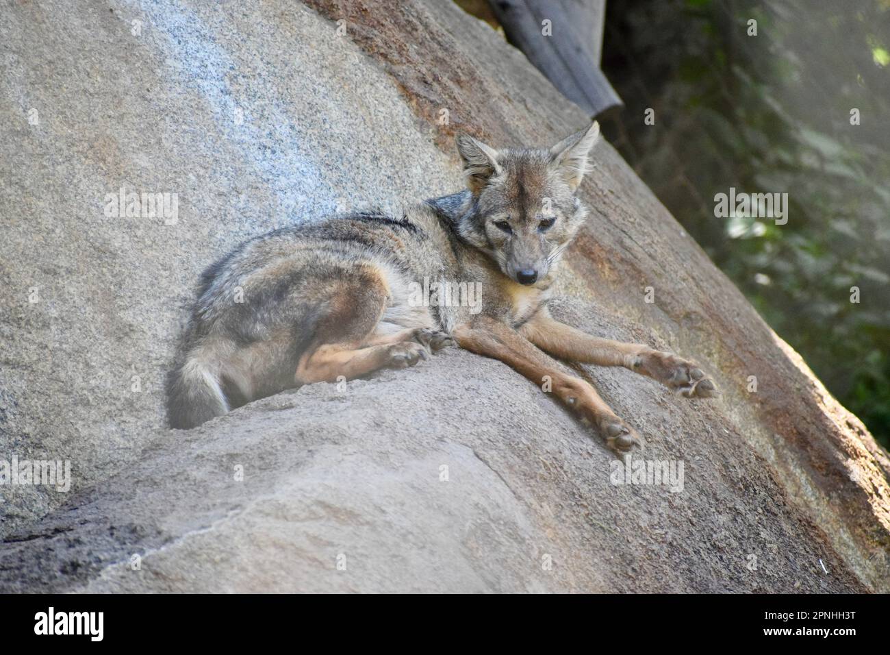 African wolf laying on a big rock Stock Photo - Alamy