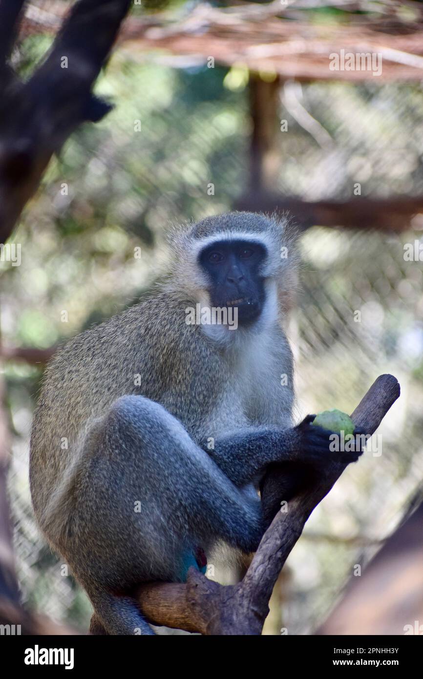 Front view of a vervet monkey on a branch Stock Photo - Alamy