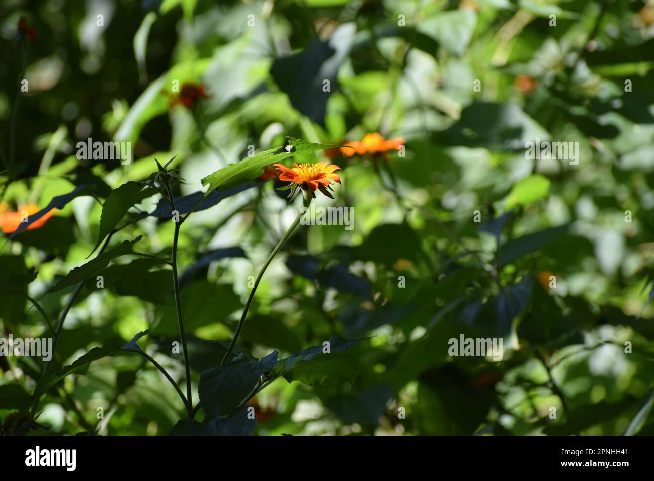 Mexican sunflower bush, side view Stock Photo - Alamy