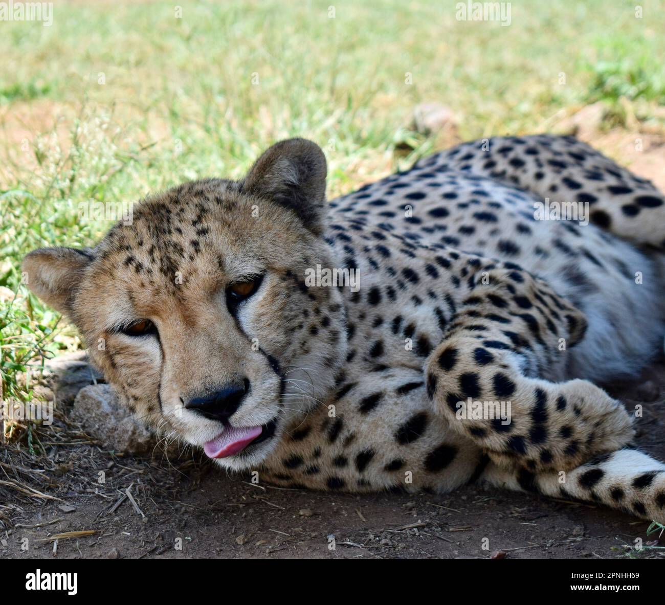 Cheetah cooling down in the shadow Stock Photo - Alamy