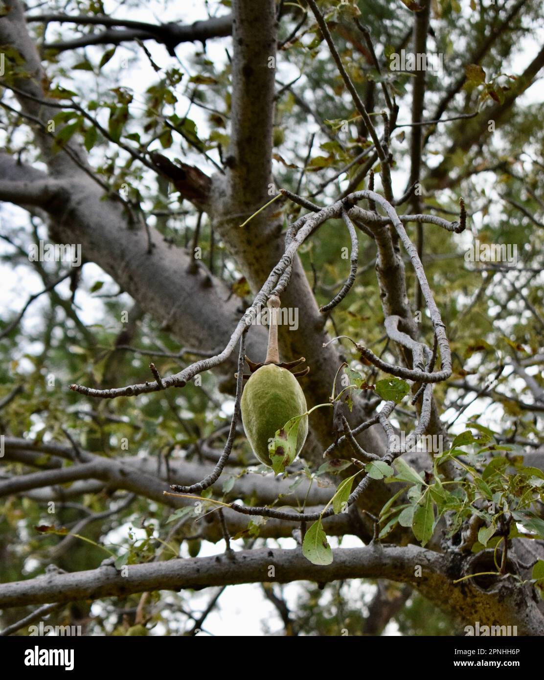 Baobab fruit hi-res stock photography and images - Alamy
