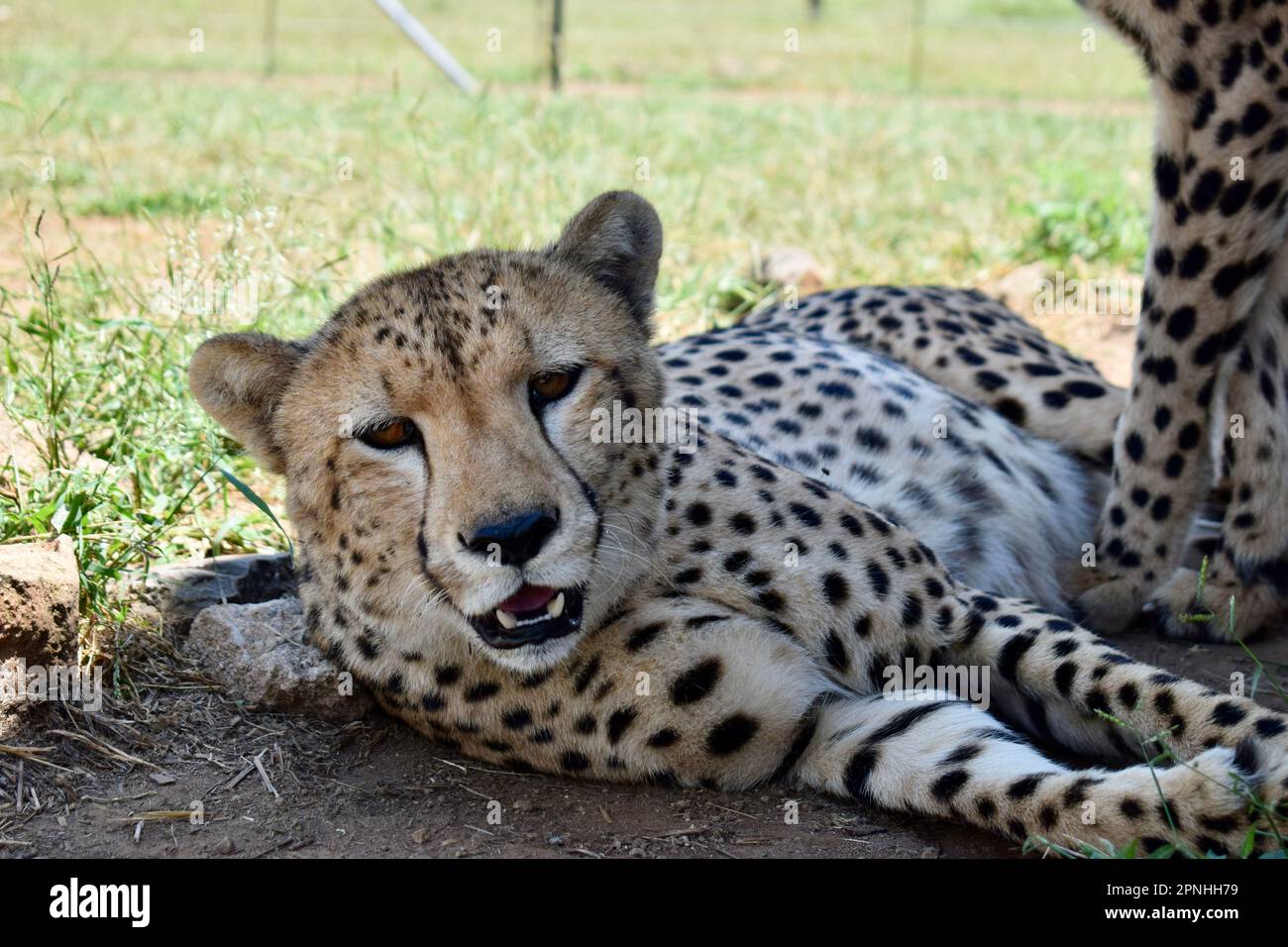 Baby cheetah lying down and looking at the camera Stock Photo - Alamy
