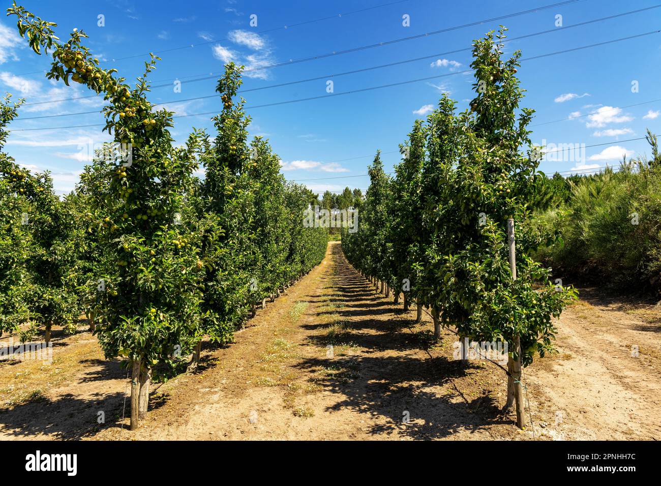 Ecological orchard hi-res stock photography and images - Alamy