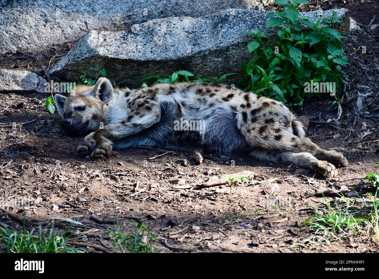 Sleeping spotted hyena hi-res stock photography and images - Alamy