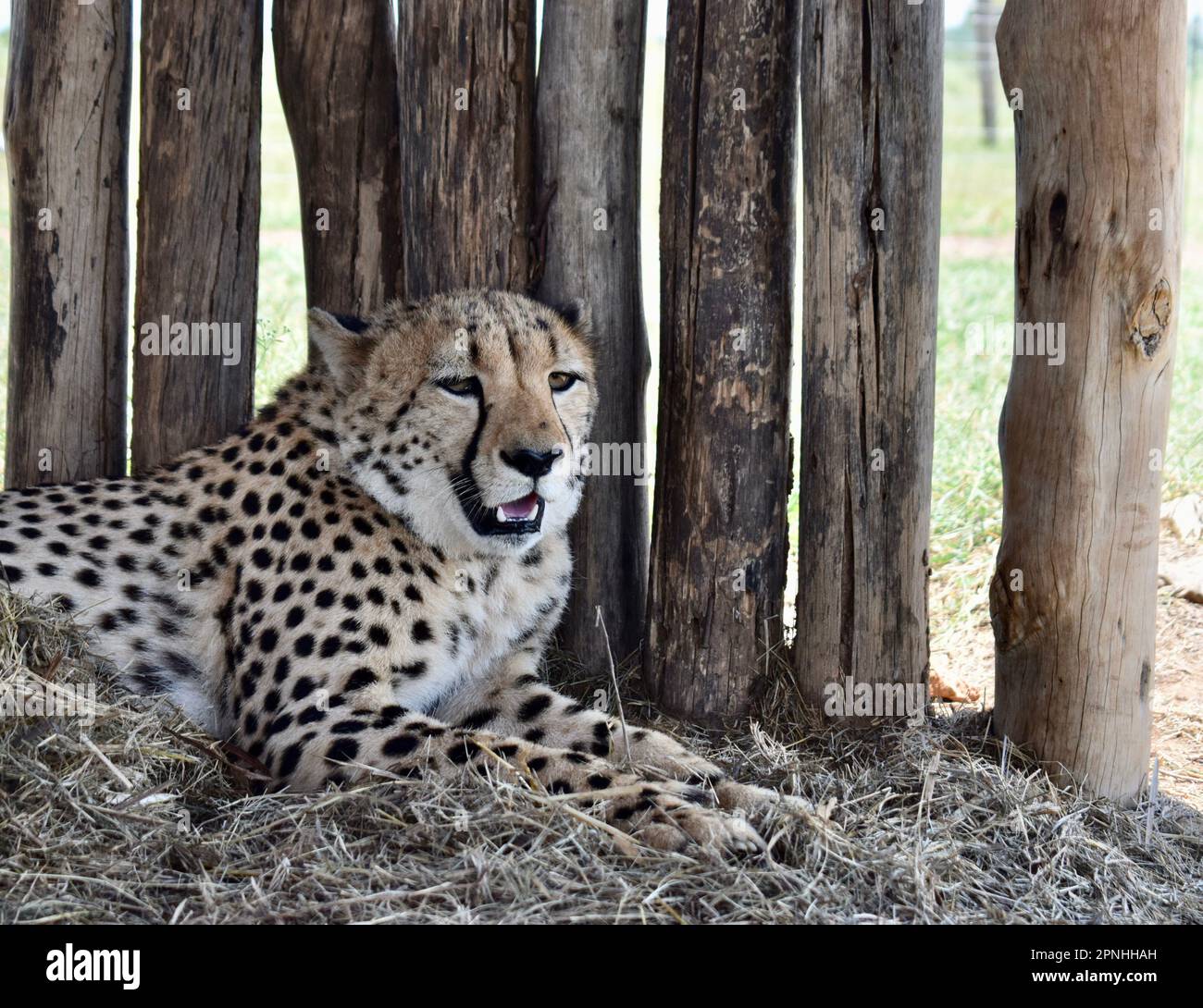 Northeast cheetah hi-res stock photography and images - Alamy