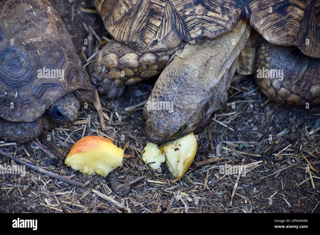 Baby tortoise mother hi-res stock photography and images - Alamy